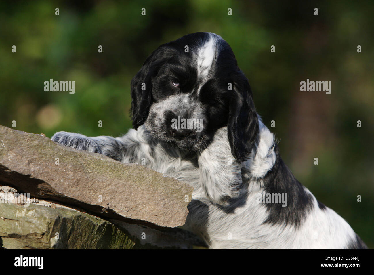 Dog English Cocker Spaniel puppy (blue roan) lying on a rock adorable ...