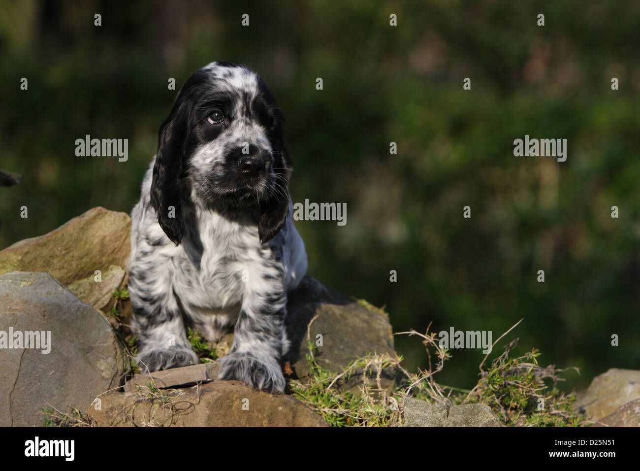 Dog English Cocker Spaniel puppy (blue roan) sitting on a rock Stock ...