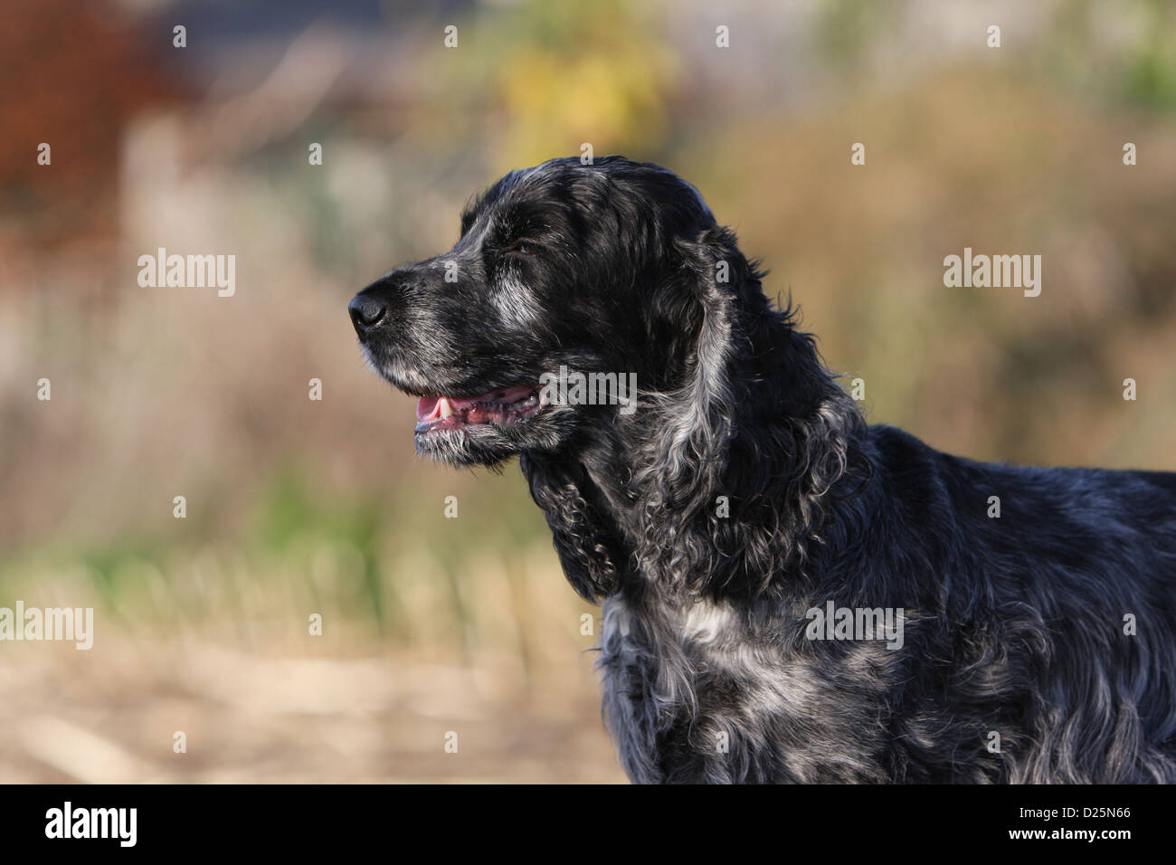 Dog English Cocker Spaniel adult (blue roan) portrait Stock Photo - Alamy