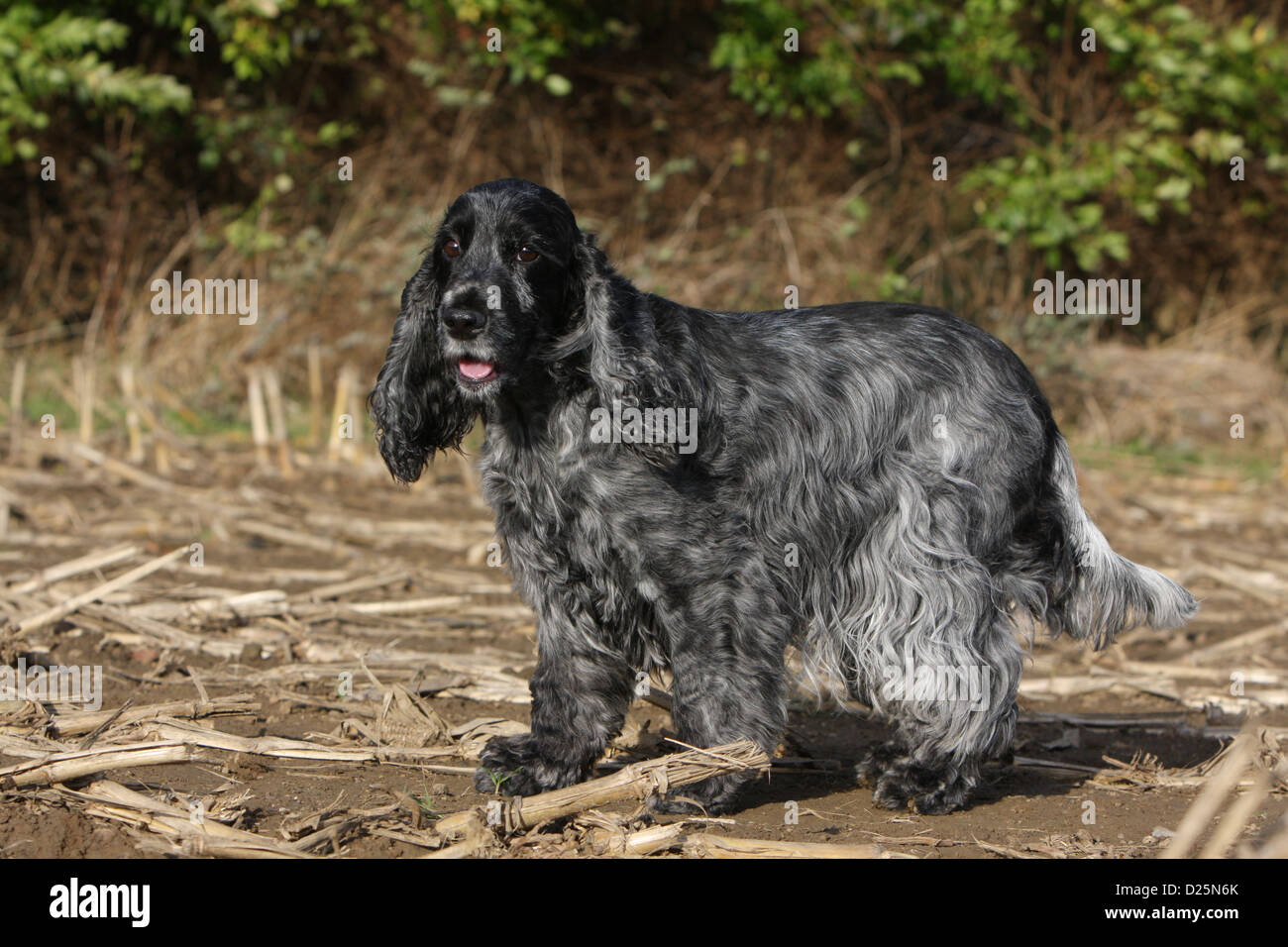 Dog English Cocker Spaniel adult (blue roan) standing on the ground ...