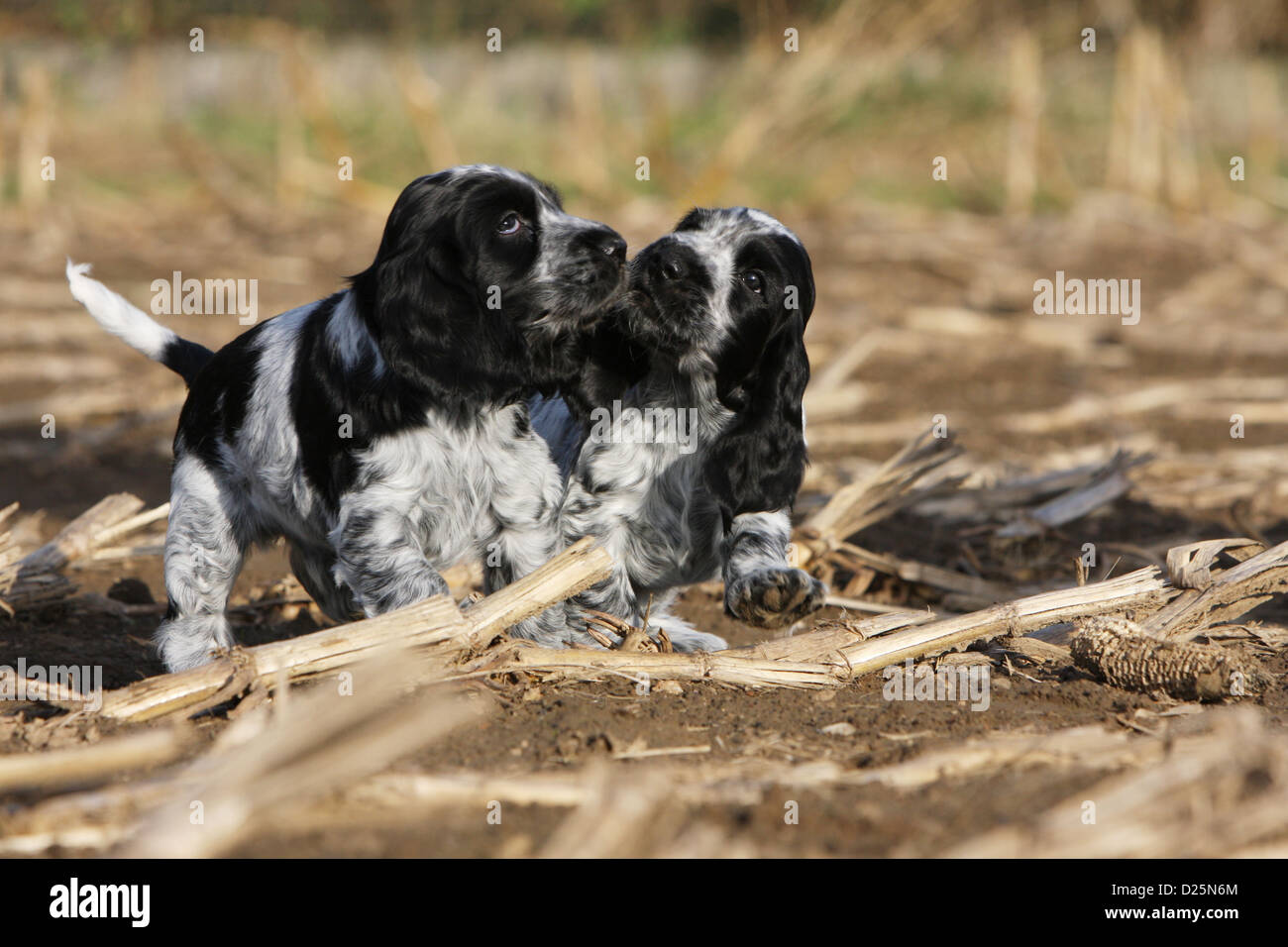 Dog English Cocker Spaniel two puppies (blue roan) playing in a field ...