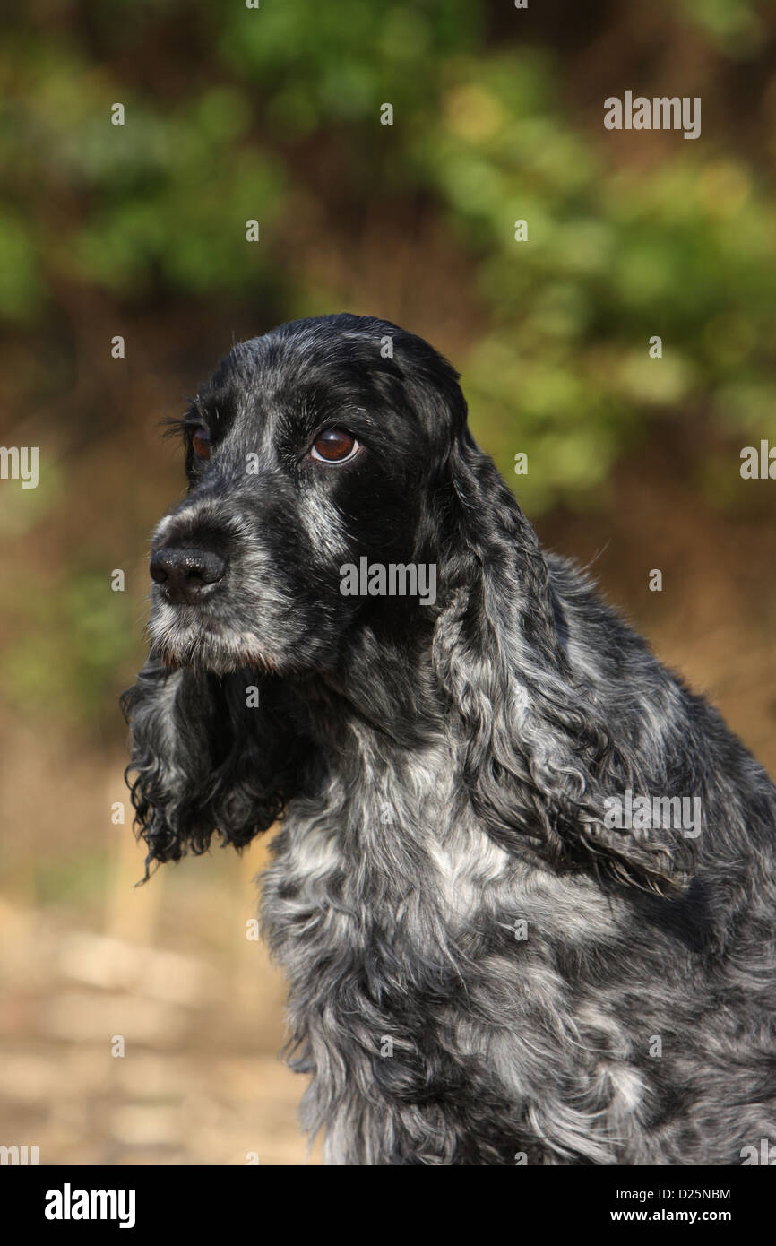 Dog English Cocker Spaniel adult (blue roan) portrait profile Stock ...