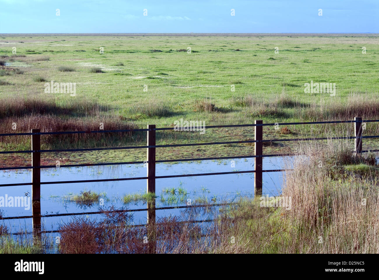 Landscape in the everglades at dawn Stock Photo - Alamy