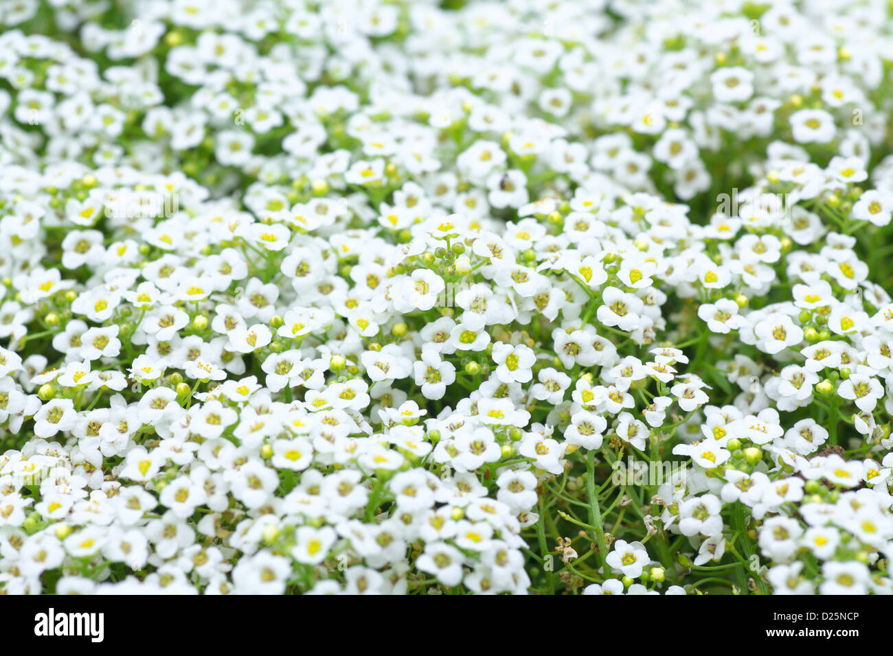Alyssum flowers hi-res stock photography and images - Alamy
