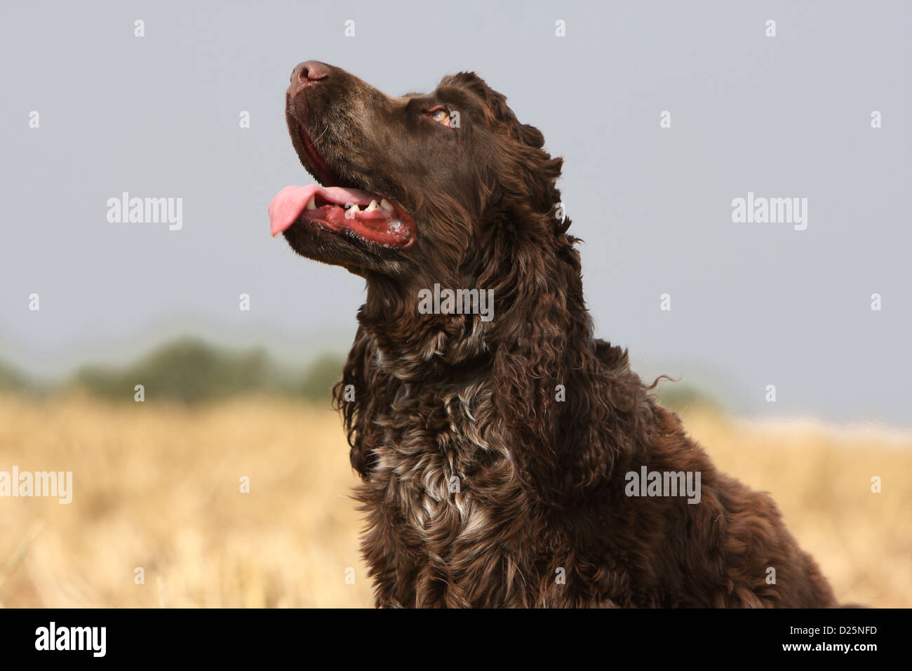 Dog English Cocker Spaniel adult (brown chocolate) portrait profile ...