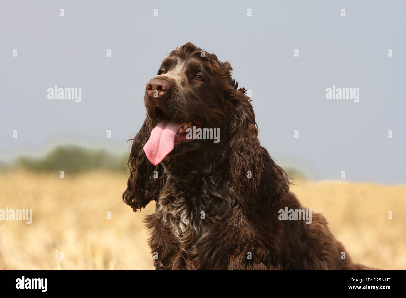 Chocolate brown cocker spaniel hi-res stock photography and images - Alamy