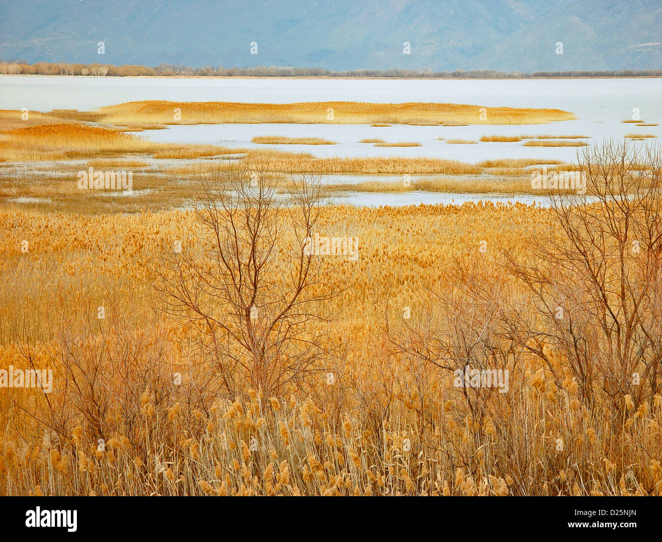 Marsh grasses hi-res stock photography and images - Alamy