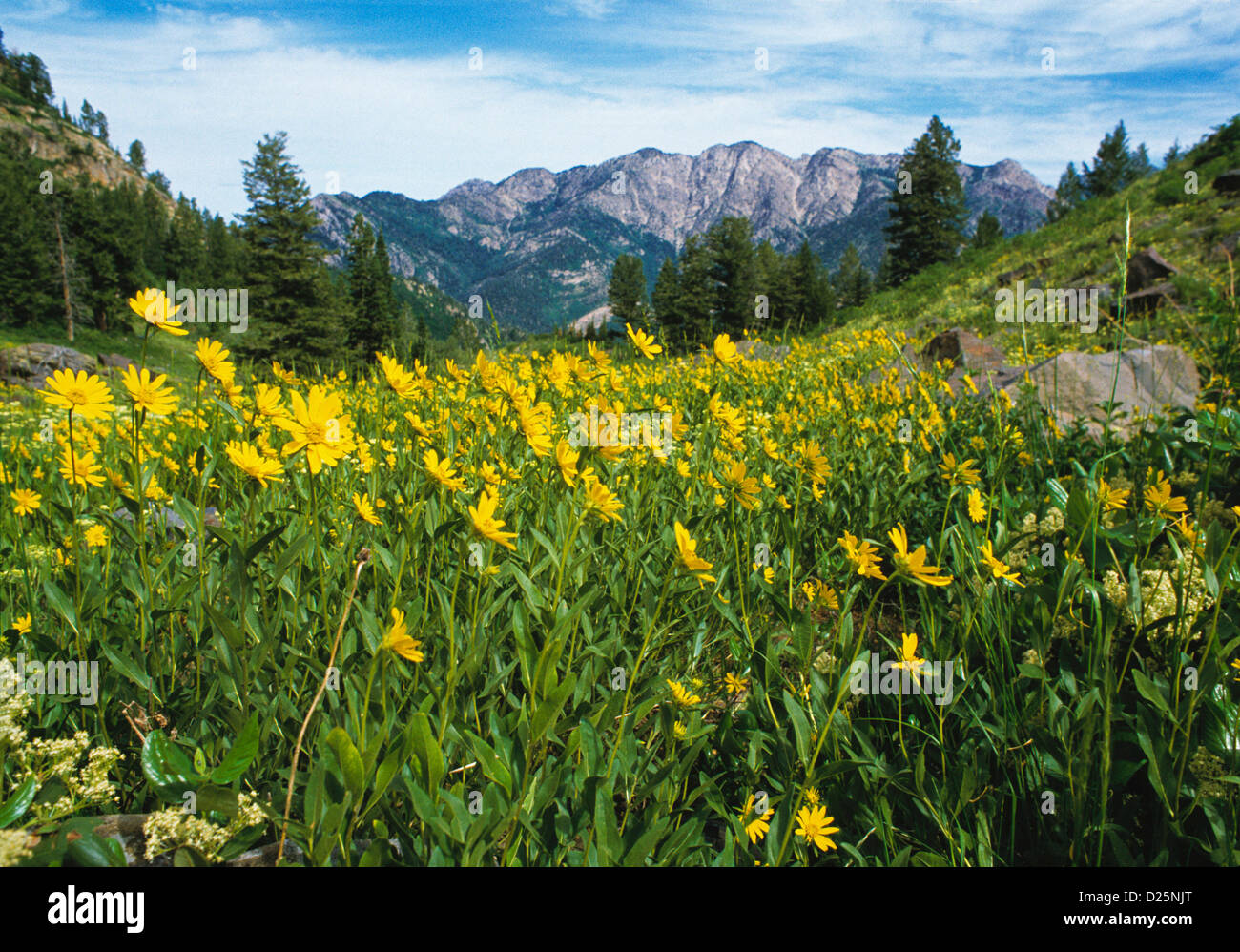 Wildflowers in an Alpine Meadow Stock Photo - Alamy