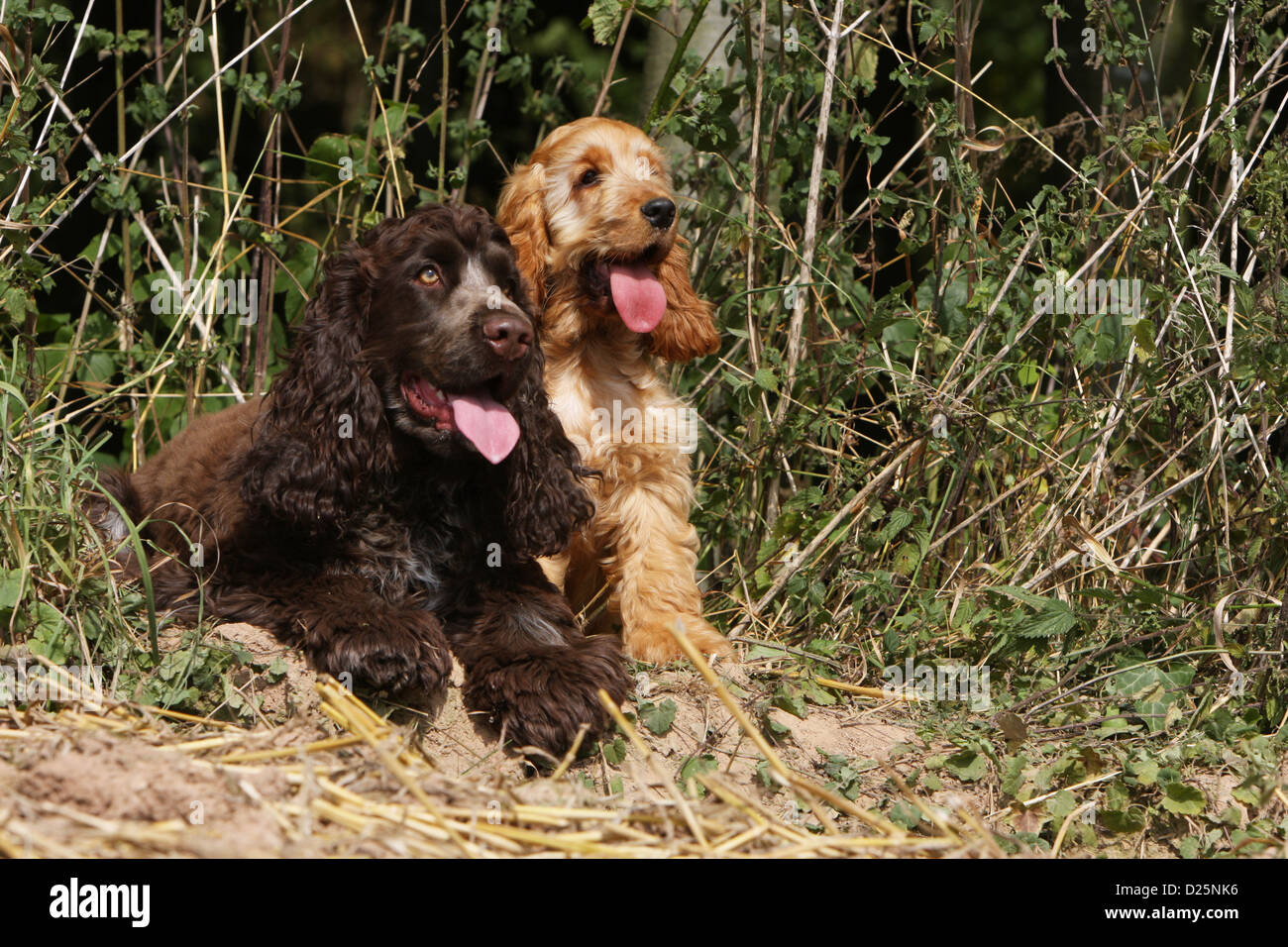 Dog English Cocker Spaniel adult and puppy (brown and red) sitting ...