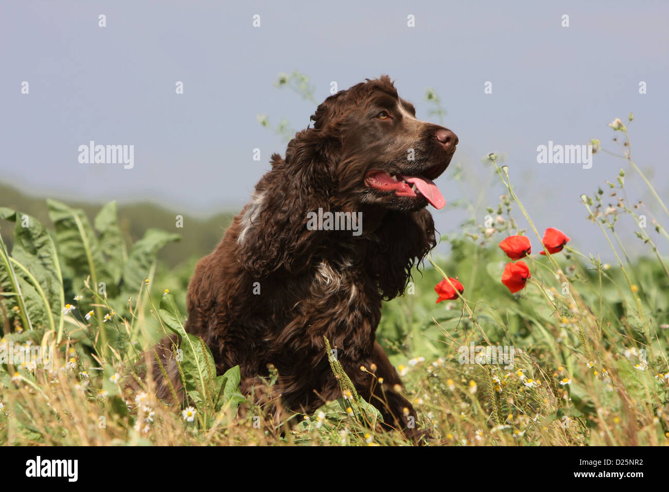 Chocolate brown cocker spaniel hi-res stock photography and images - Alamy