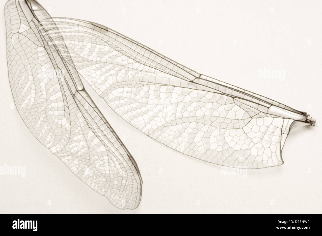 Gossamer wings hi-res stock photography and images - Alamy