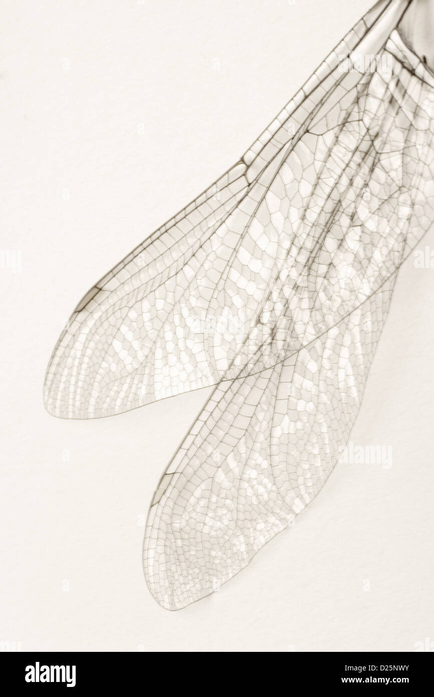 Gossamer wings hi-res stock photography and images - Alamy