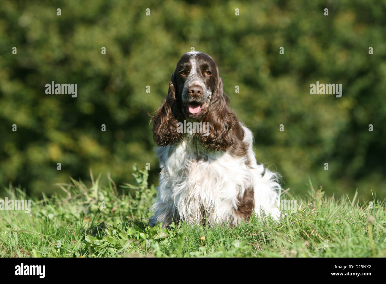 Liver cocker spaniel hi-res stock photography and images - Alamy