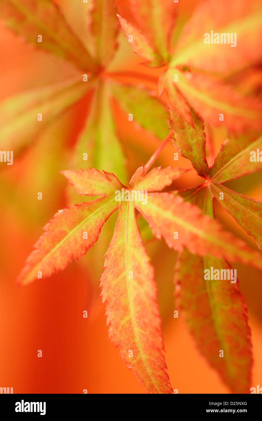 Changing leaf colors hi-res stock photography and images - Alamy