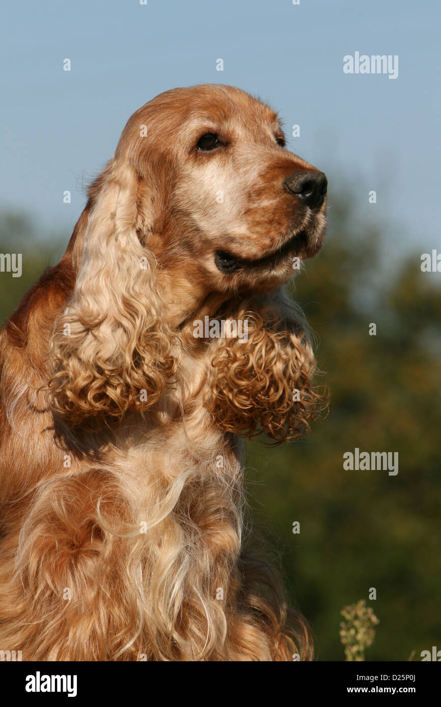 Dog English Cocker Spaniel adult (red) portrait Stock Photo - Alamy