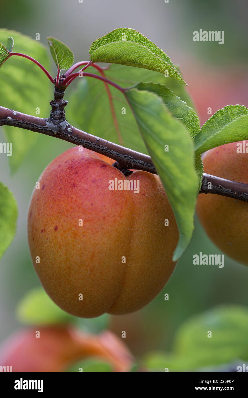 Apricot tree italy hi-res stock photography and images - Alamy