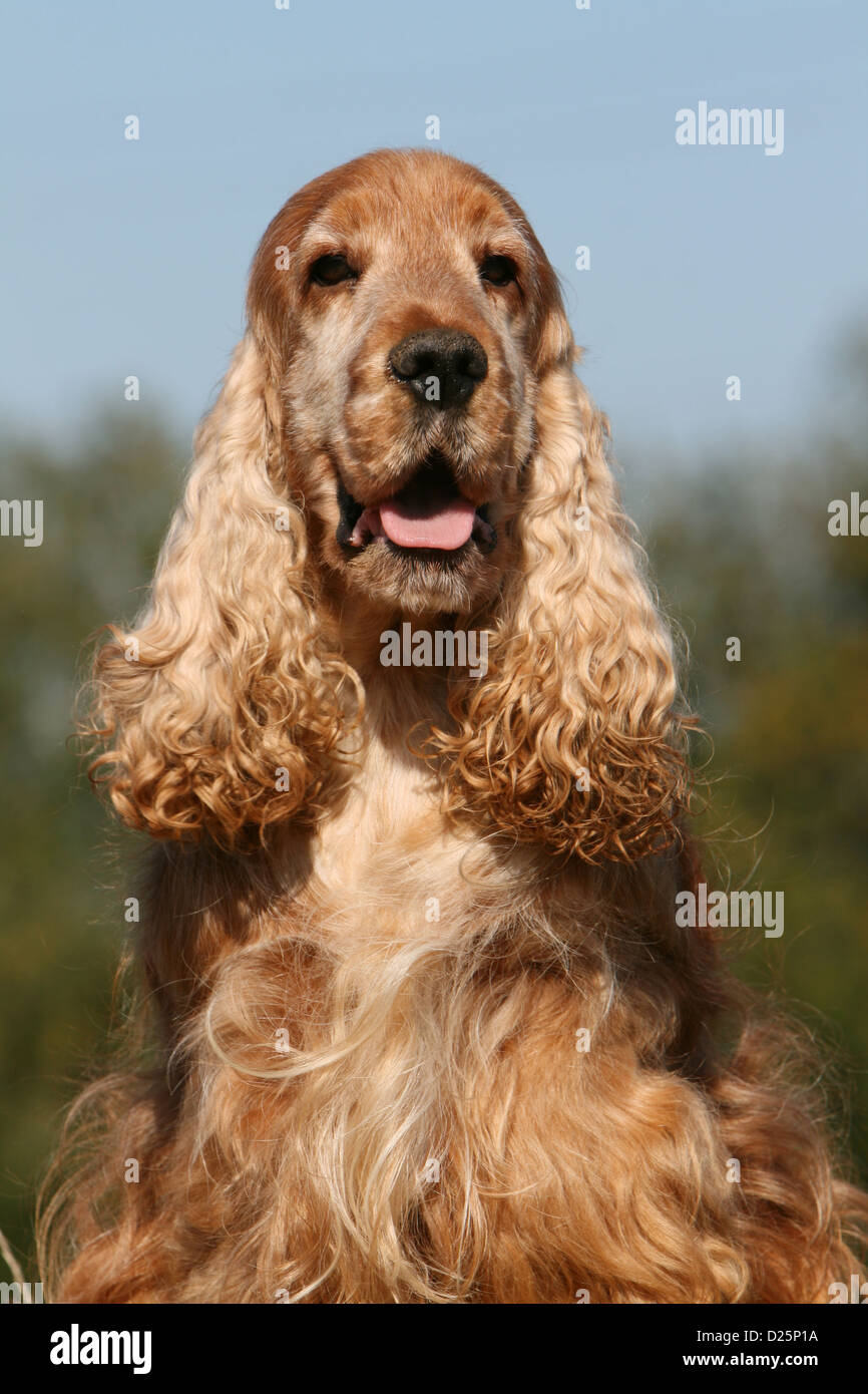 Dog English Cocker Spaniel adult (red) portrait Stock Photo - Alamy