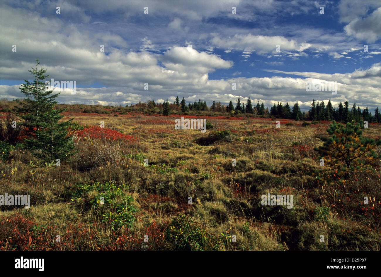Dolly sods national wilderness hi-res stock photography and images - Alamy