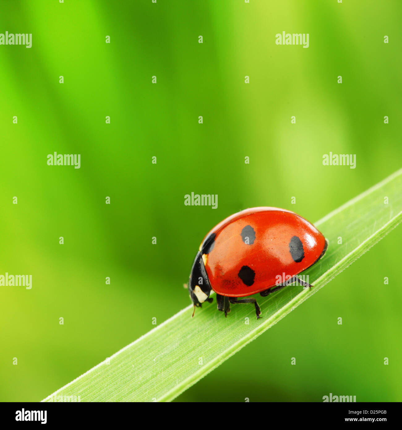 ladybug on grass nature background Stock Photo - Alamy