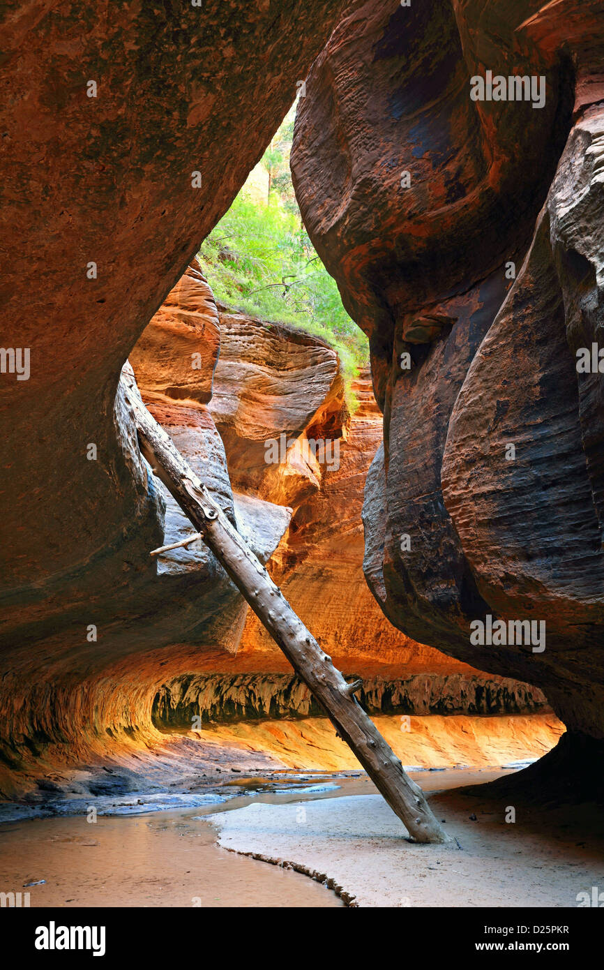 The Upper Subway of Left Fork Creek, Zion Nationalpark, UT, USA Stock ...