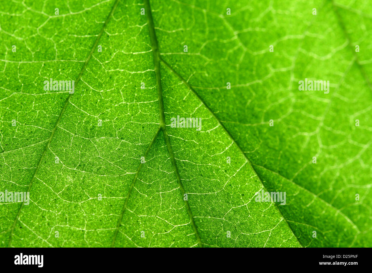 green leaf close up nature background Stock Photo - Alamy