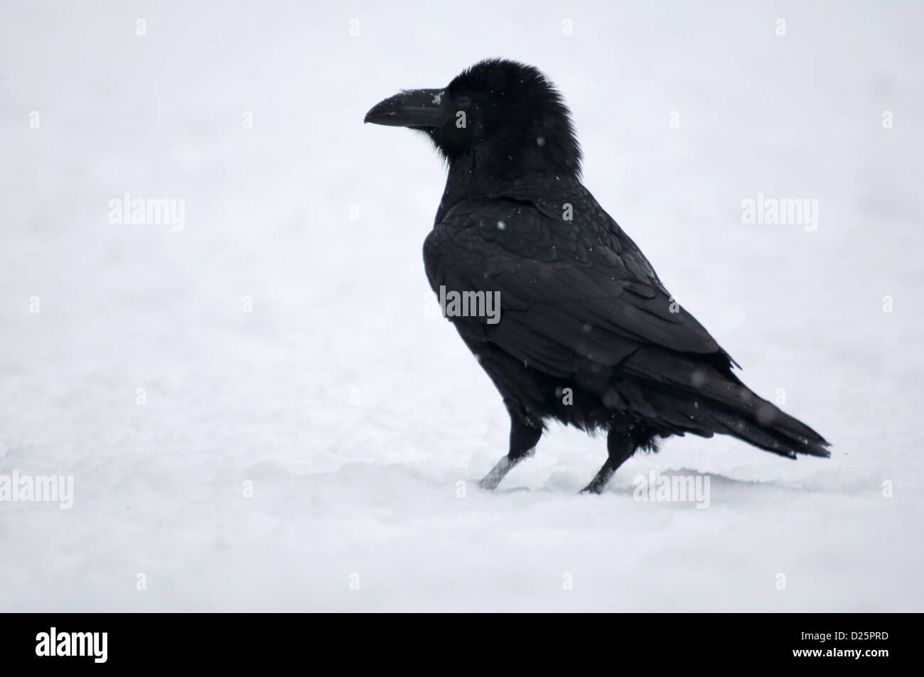 Corvus corax Corvidae Stock Photo - Alamy