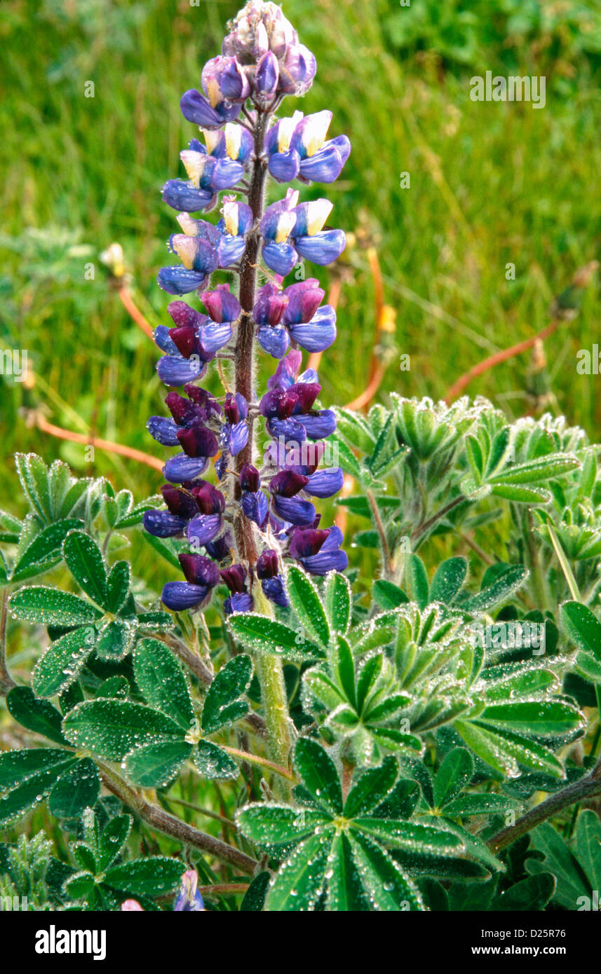 Nootka lupine, St. George, Pribilof Islands, Alaska Stock Photo - Alamy