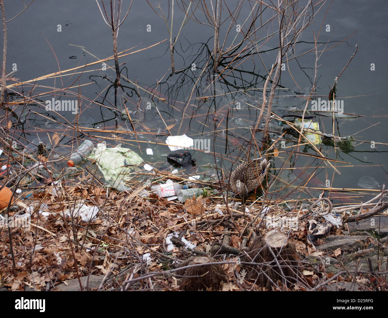 Polluted water with duck in the garbage Stock Photo - Alamy