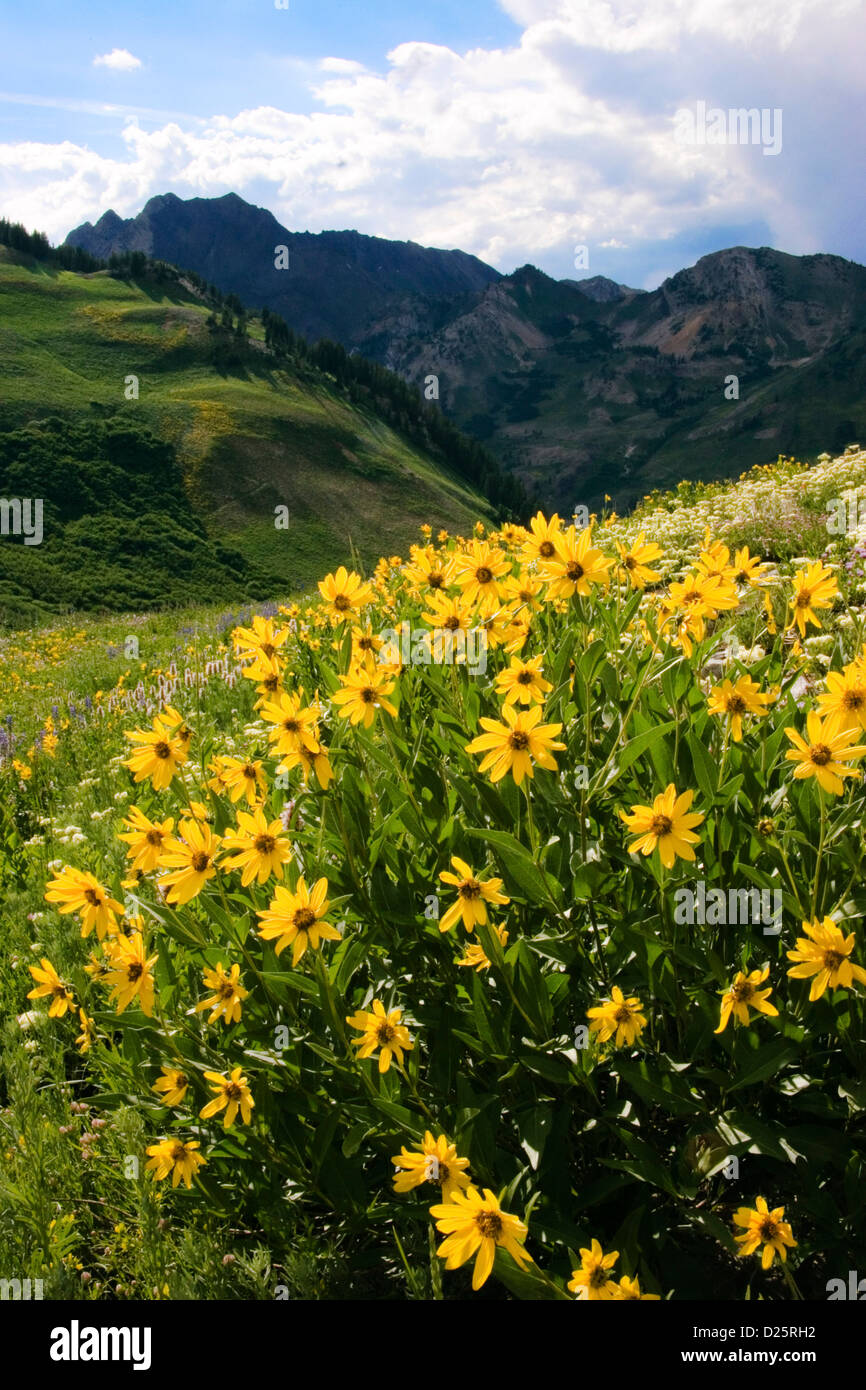Alpine Meadow with Wildflowers Stock Photo - Alamy
