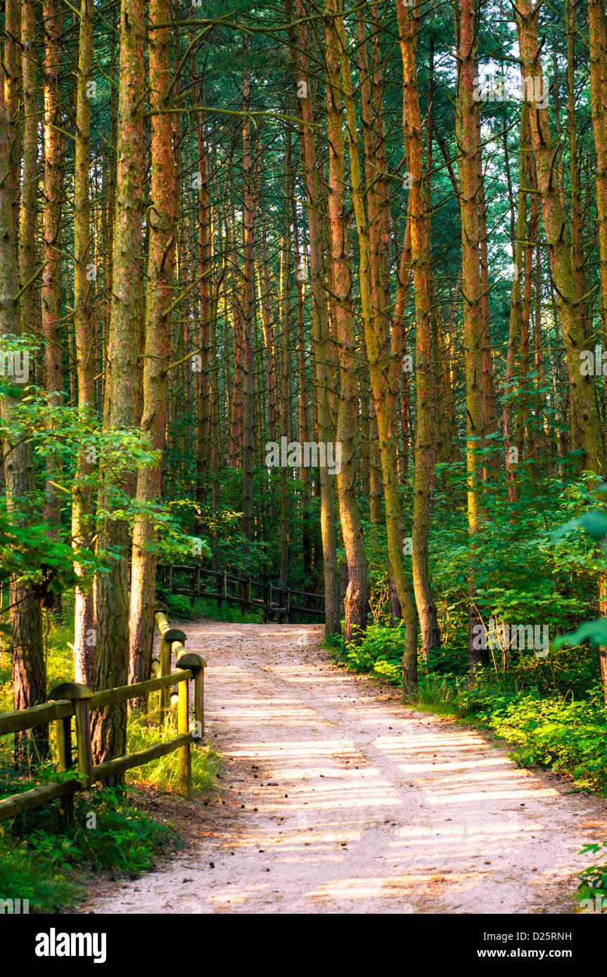 An image of the pathway in the wood Stock Photo - Alamy