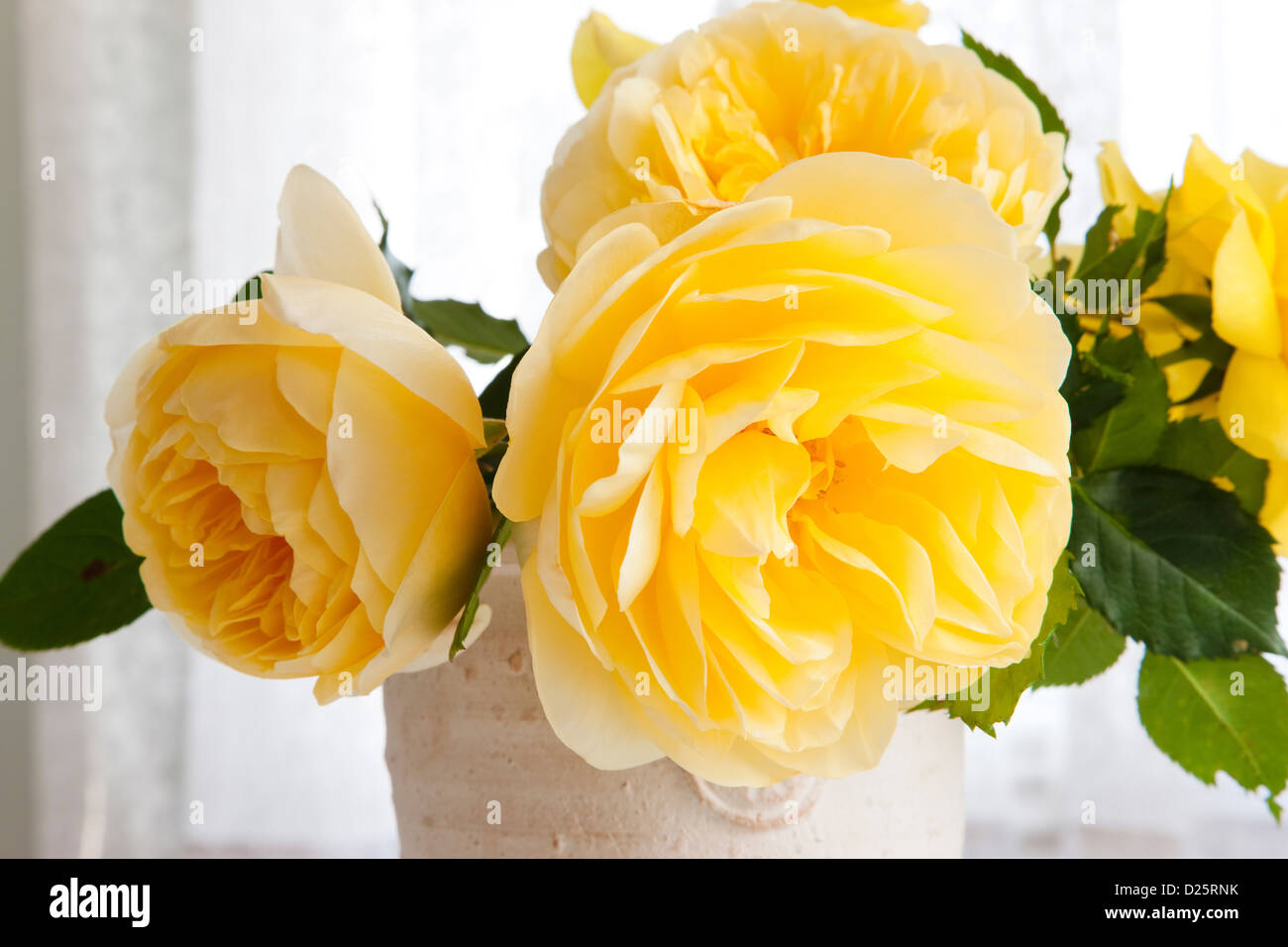 Rose pat austin hi-res stock photography and images - Alamy
