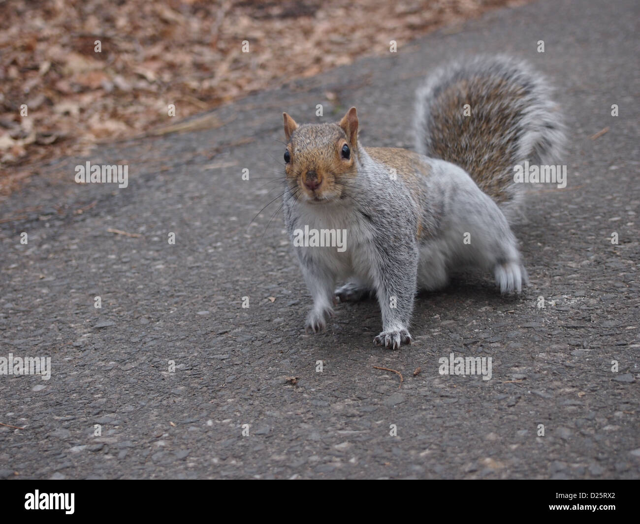 Funny squirrel looking at camera Stock Photo - Alamy