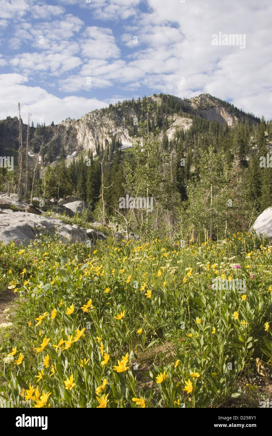 Alpine Meadow with Wildflowers Stock Photo - Alamy