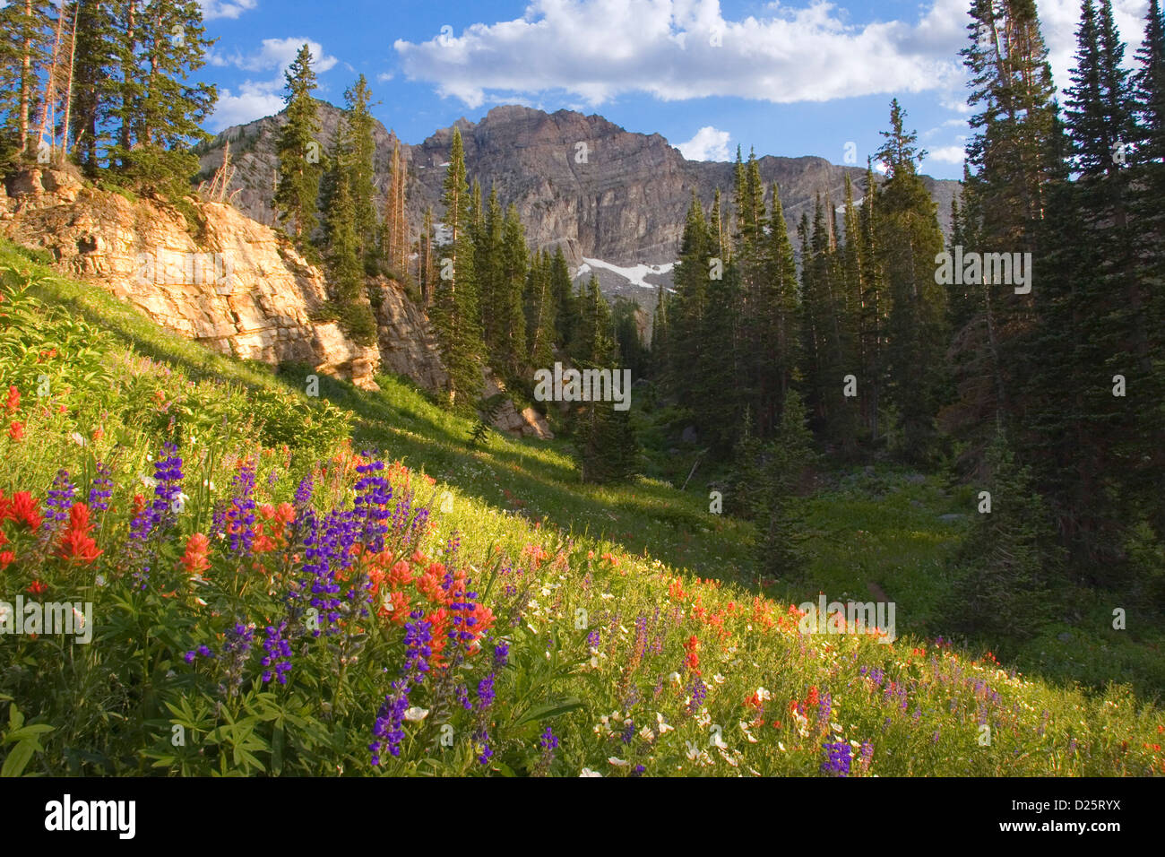 Alpine Meadow with Wildflowers Stock Photo - Alamy