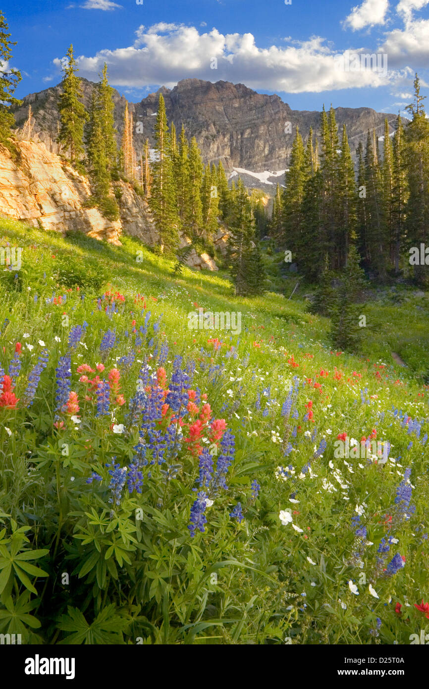 Alpine Meadow with Wildflowers Stock Photo - Alamy