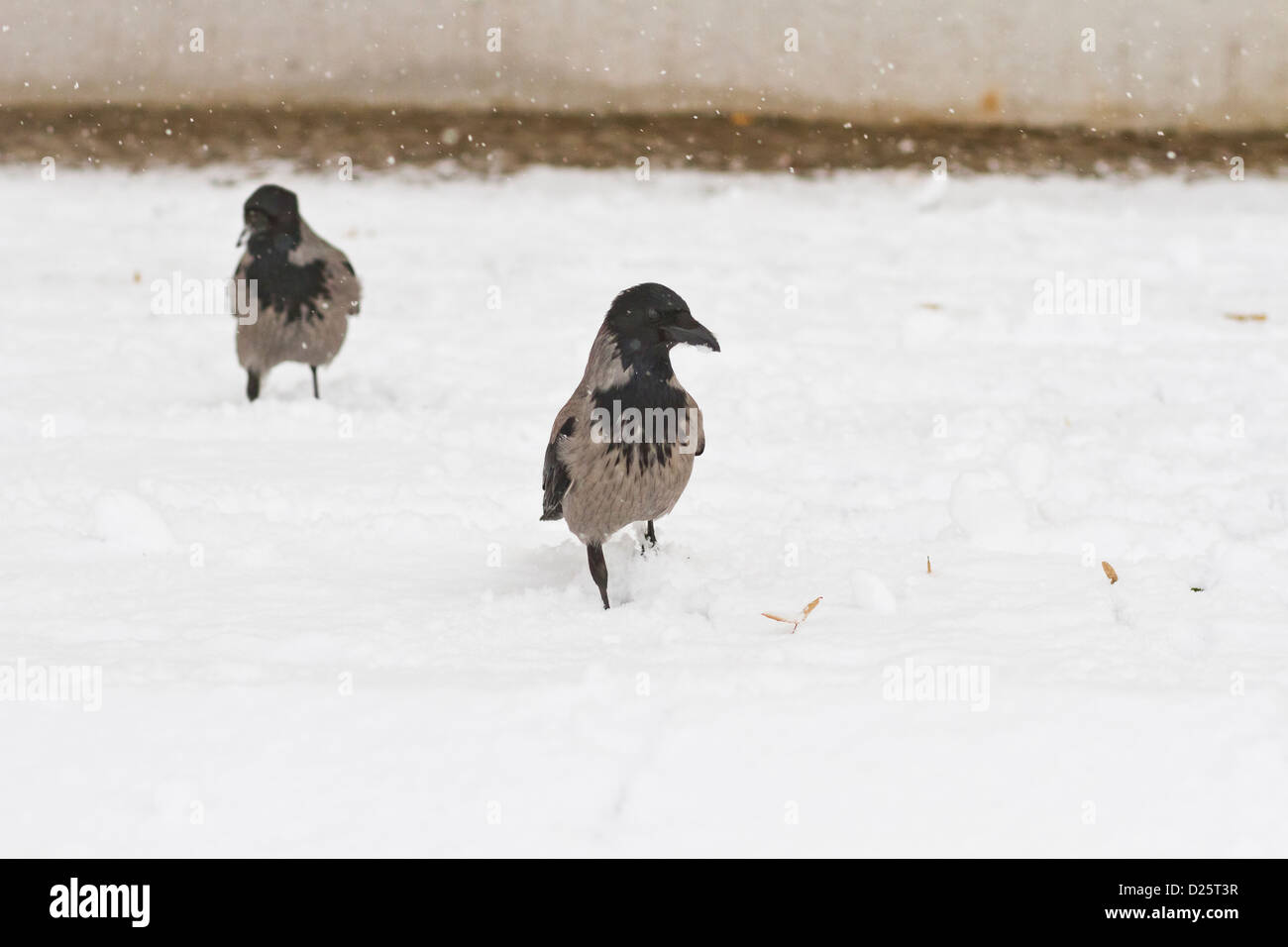 Two crows walking in deep snow on a pavement in Berlin, Germany Stock ...