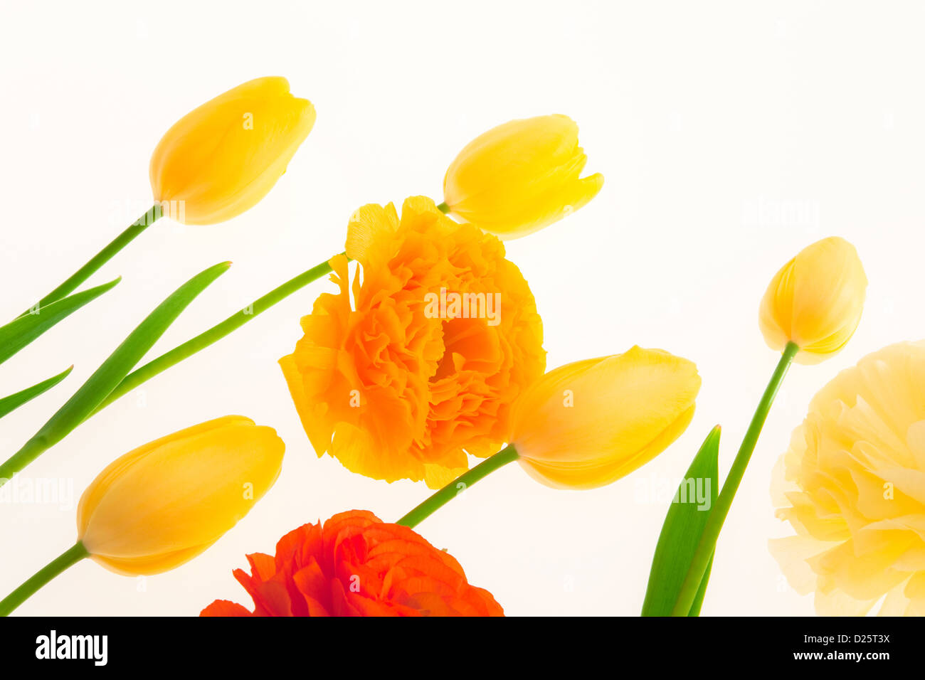 White ranunculus flowers hi-res stock photography and images - Alamy