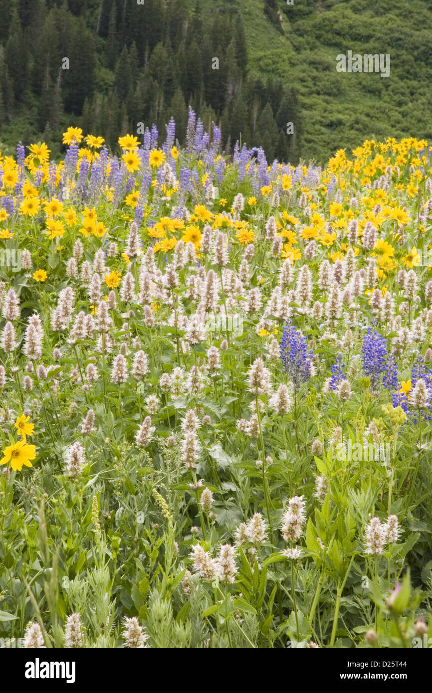 Alpine Meadow with Wildflowers Stock Photo - Alamy