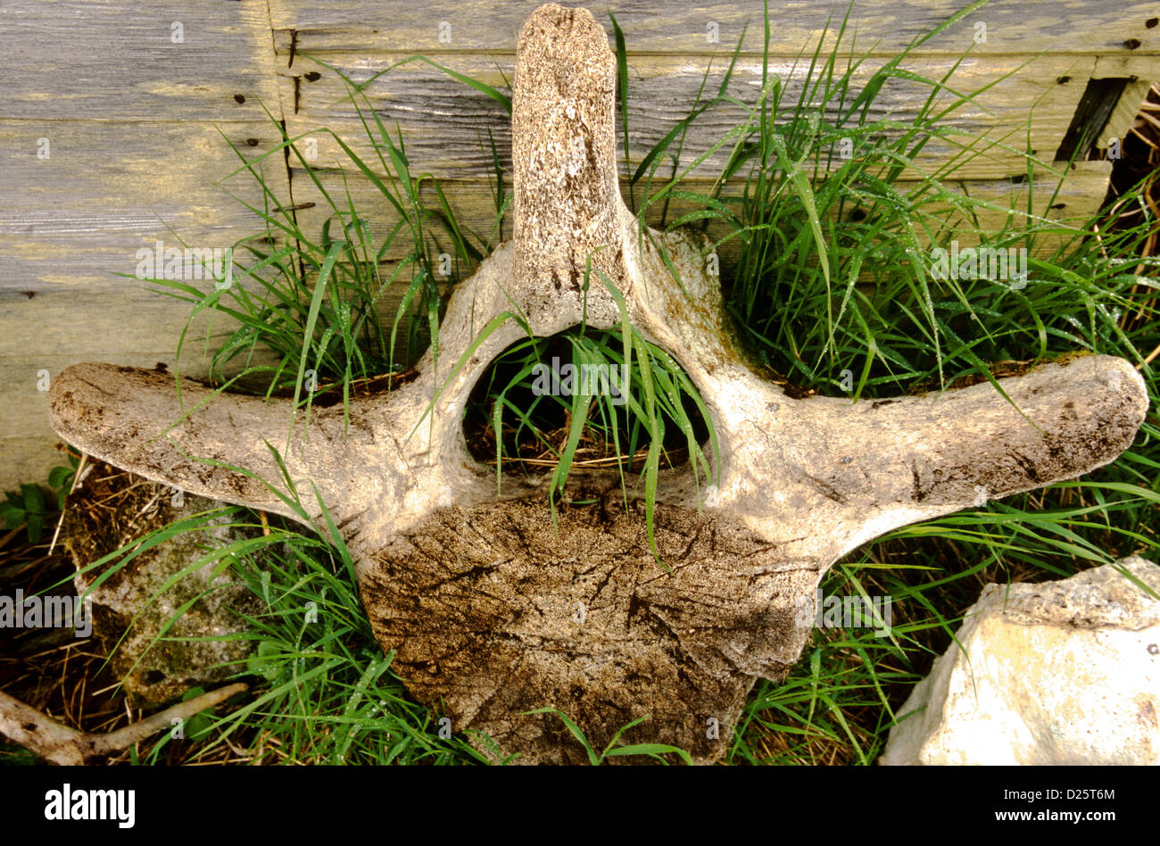 Bowhead whale bone hi-res stock photography and images - Alamy