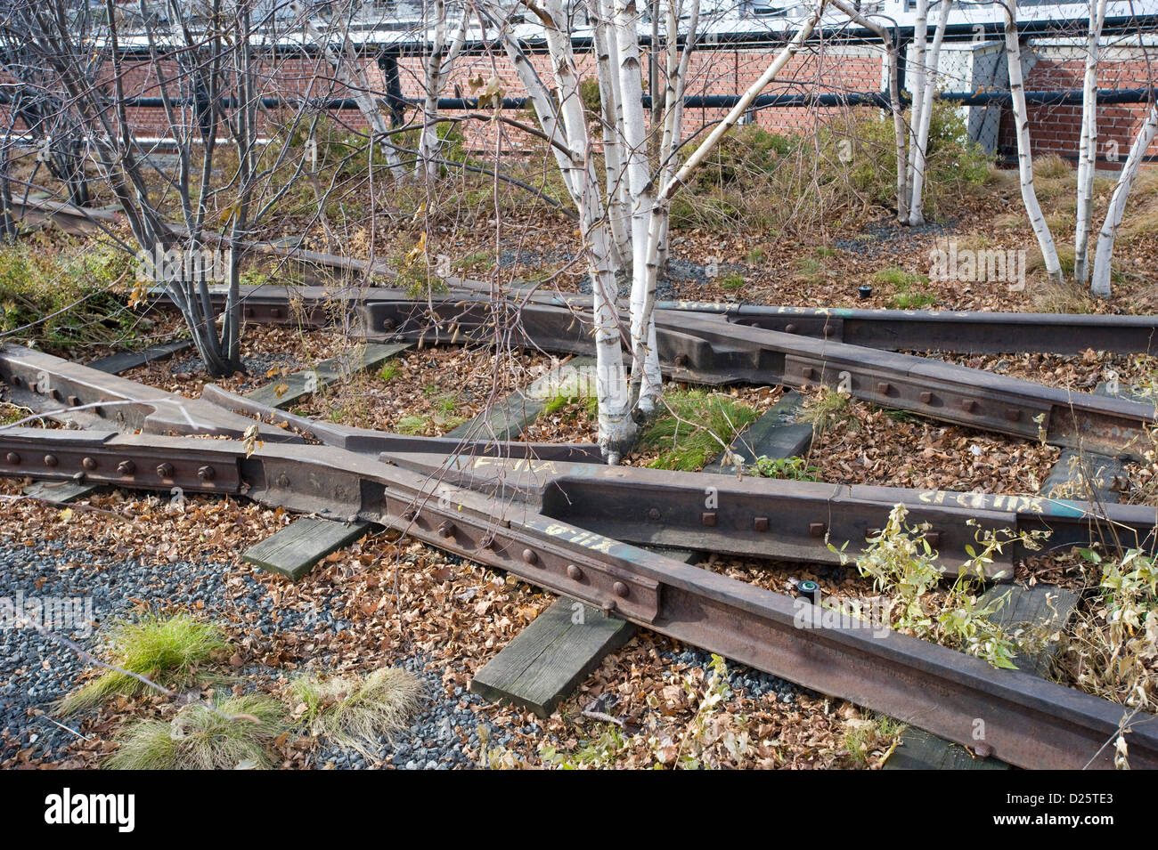 Birch Trees and wild plants grow between redundant Railway track lines ...