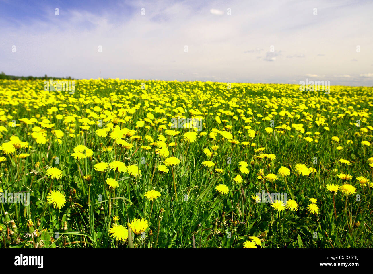 dandelion landscape under blue sky Stock Photo - Alamy