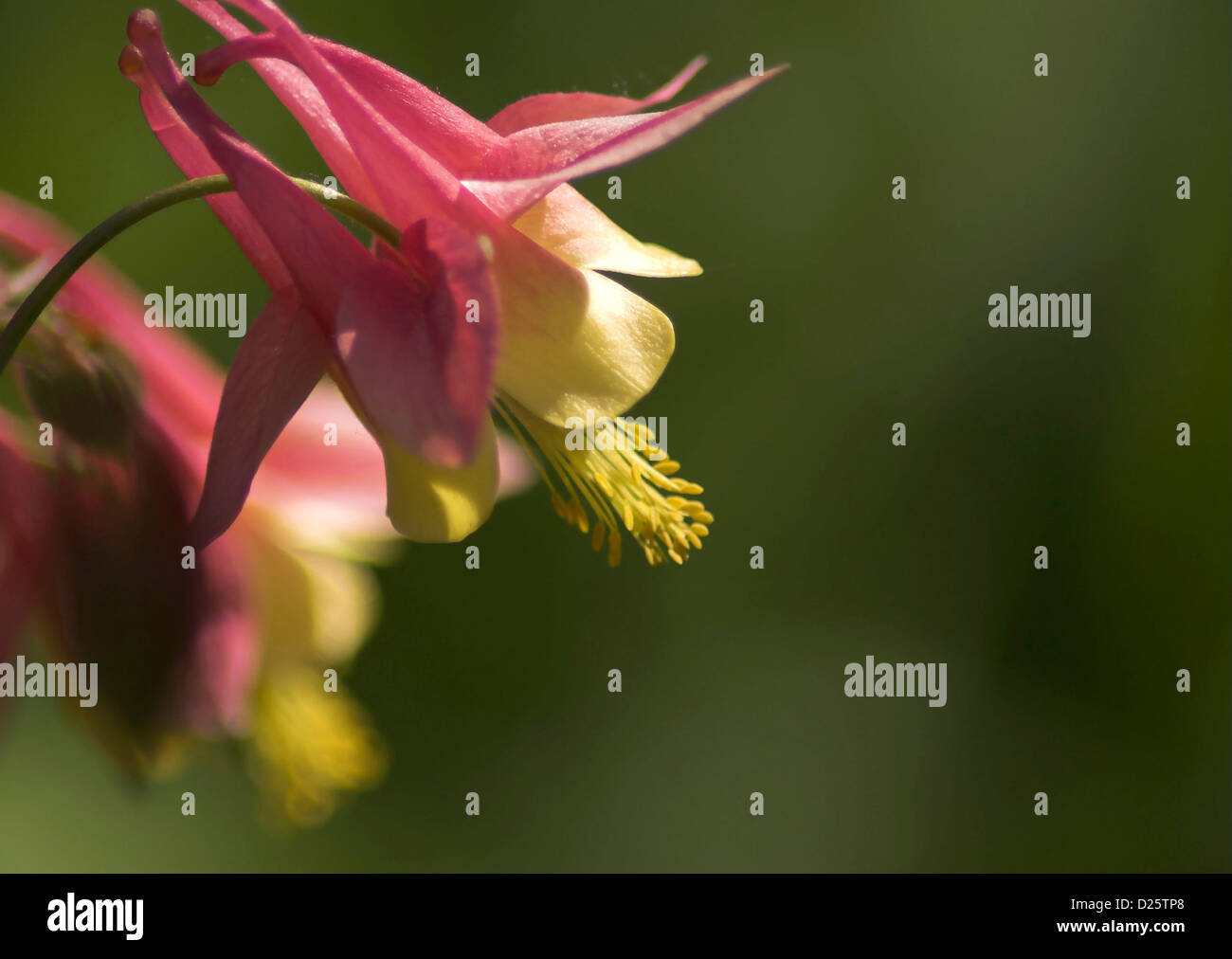 Columbine plants hi-res stock photography and images - Alamy