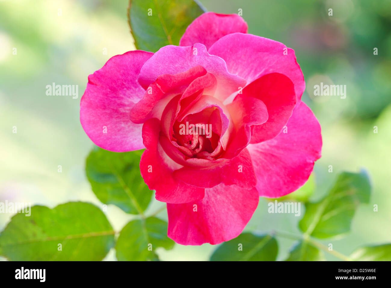 Dark pink rose Stock Photo - Alamy