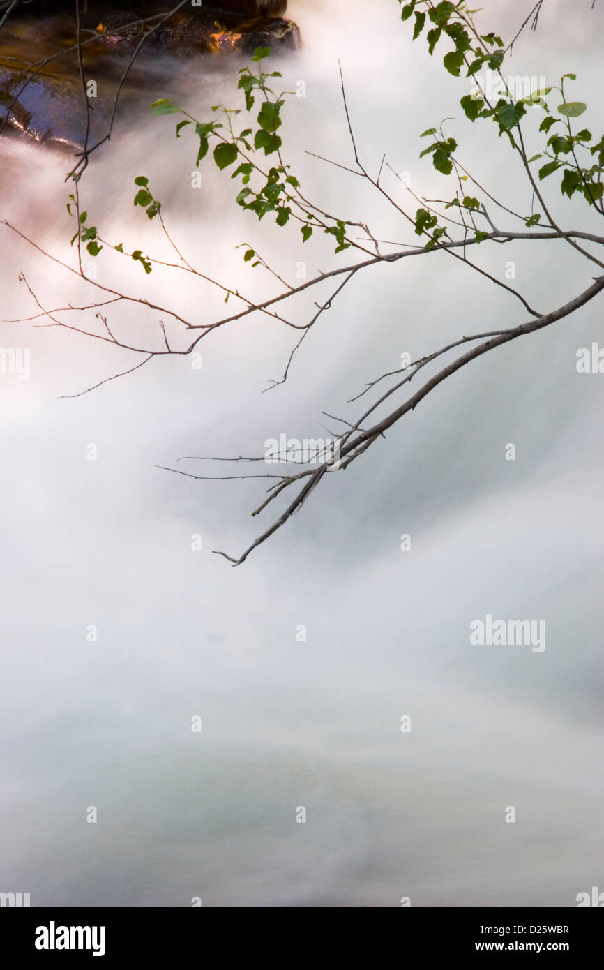 Tree Branch Over Stream Stock Photo - Alamy