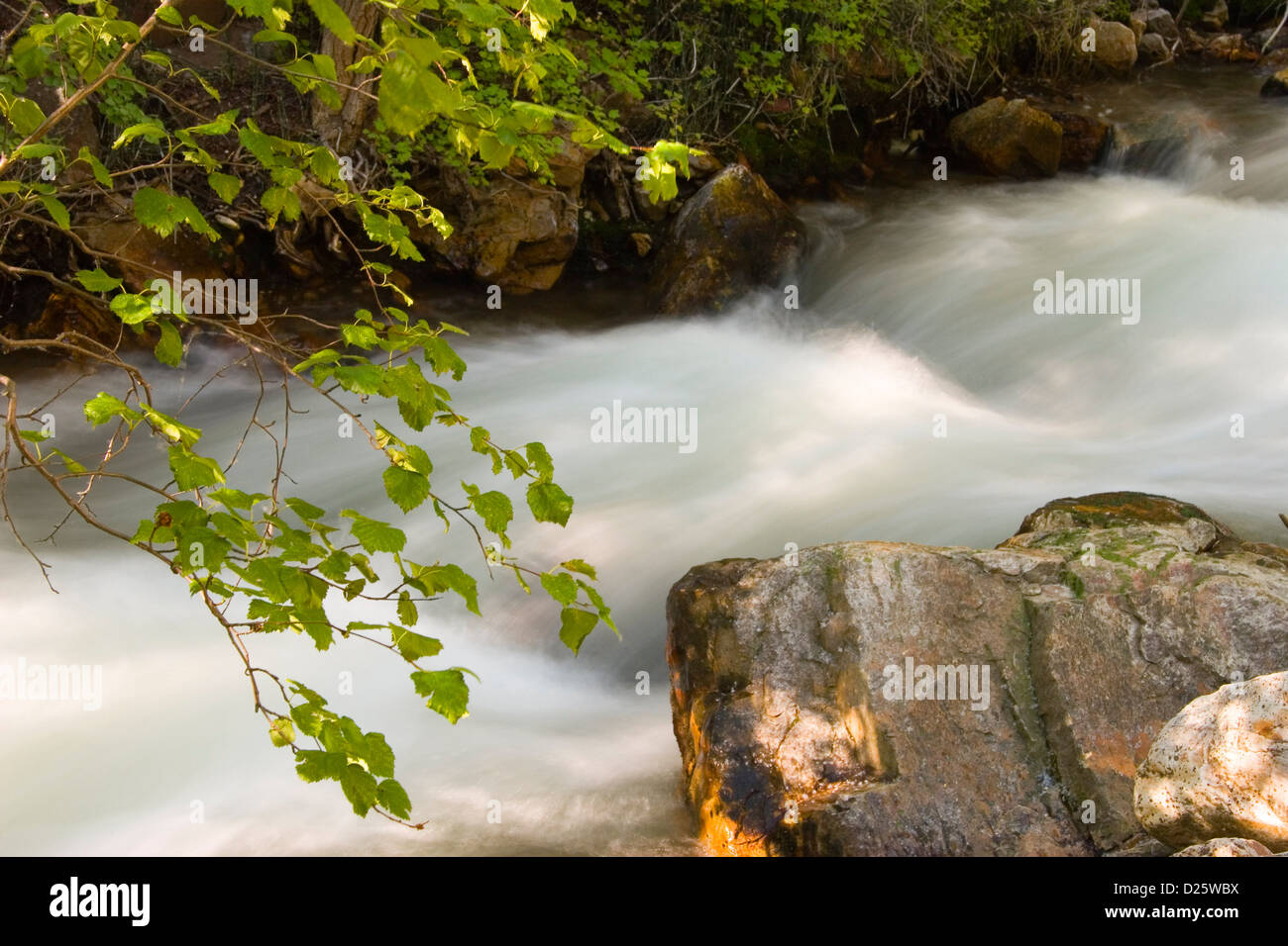 Tree Branch Over Stream Stock Photo - Alamy