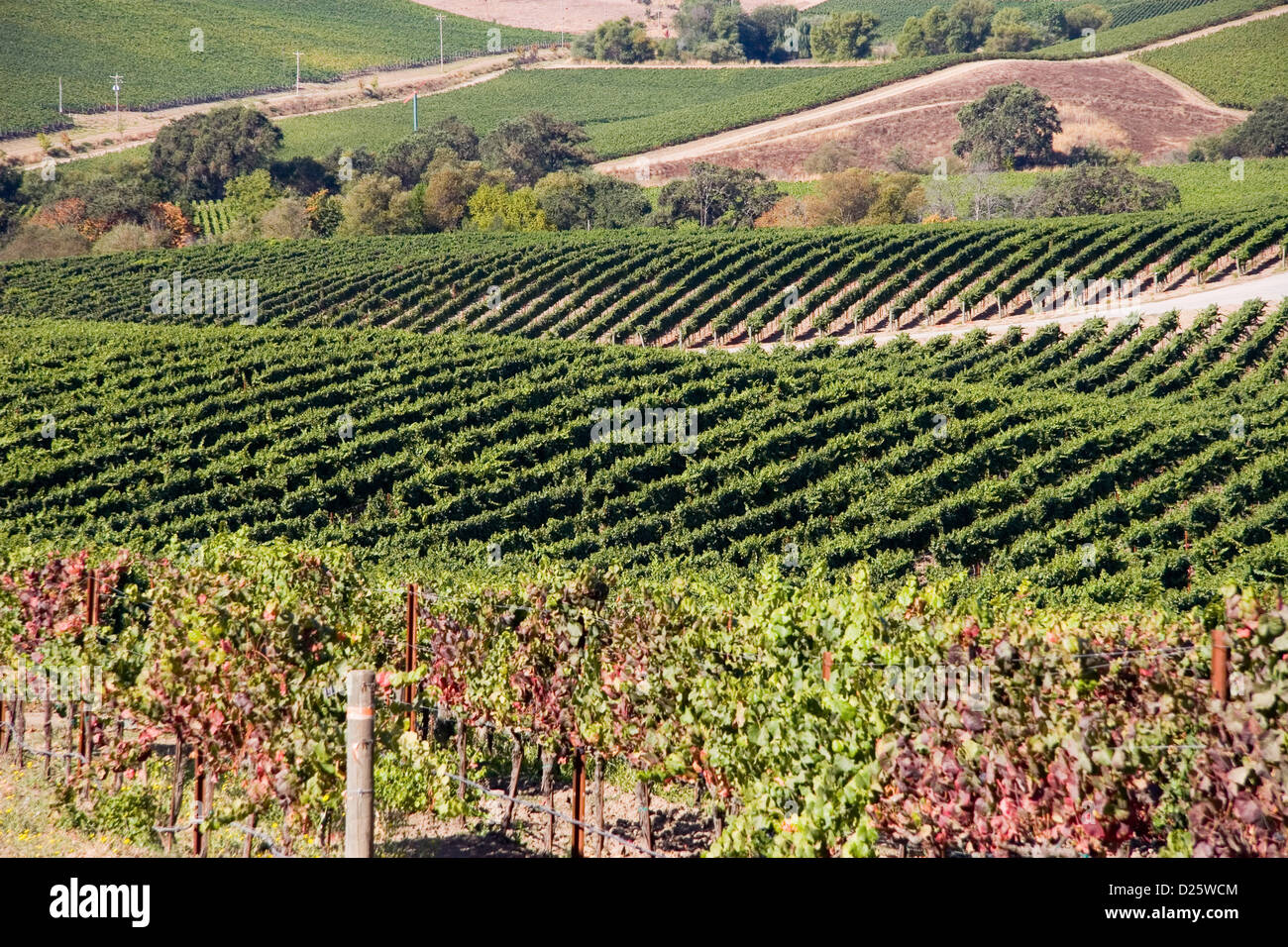 Vinyards in California Stock Photo - Alamy