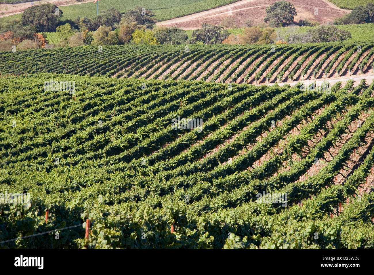 Vinyards in California Stock Photo - Alamy