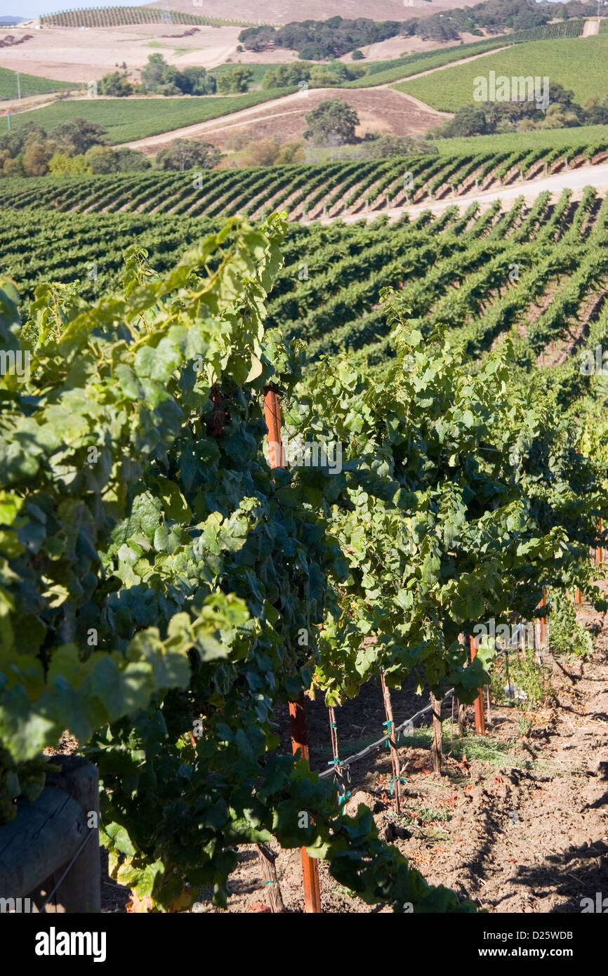 Vinyards in California Stock Photo - Alamy
