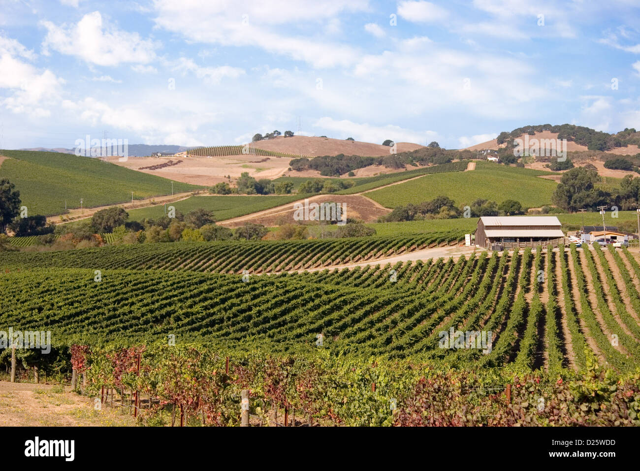 Vinyards in California Stock Photo - Alamy