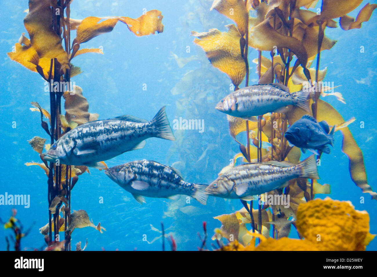 School of rockfish hi-res stock photography and images - Alamy